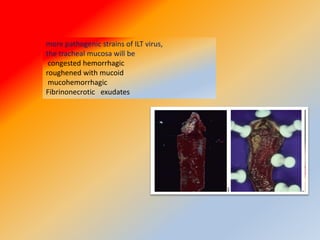 ILT infectious laryngiotrachitis.pdf