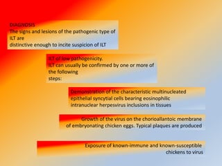 ILT infectious laryngiotrachitis.pdf
