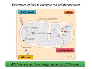 IM-01 Integrated Metabolism | PPTX