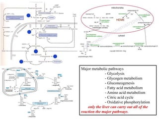 IM-01 Integrated Metabolism | PPTX