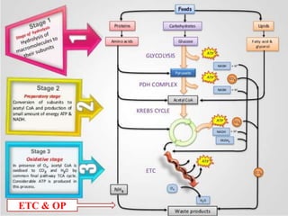IM-02 Intigration of metabolism | PPT