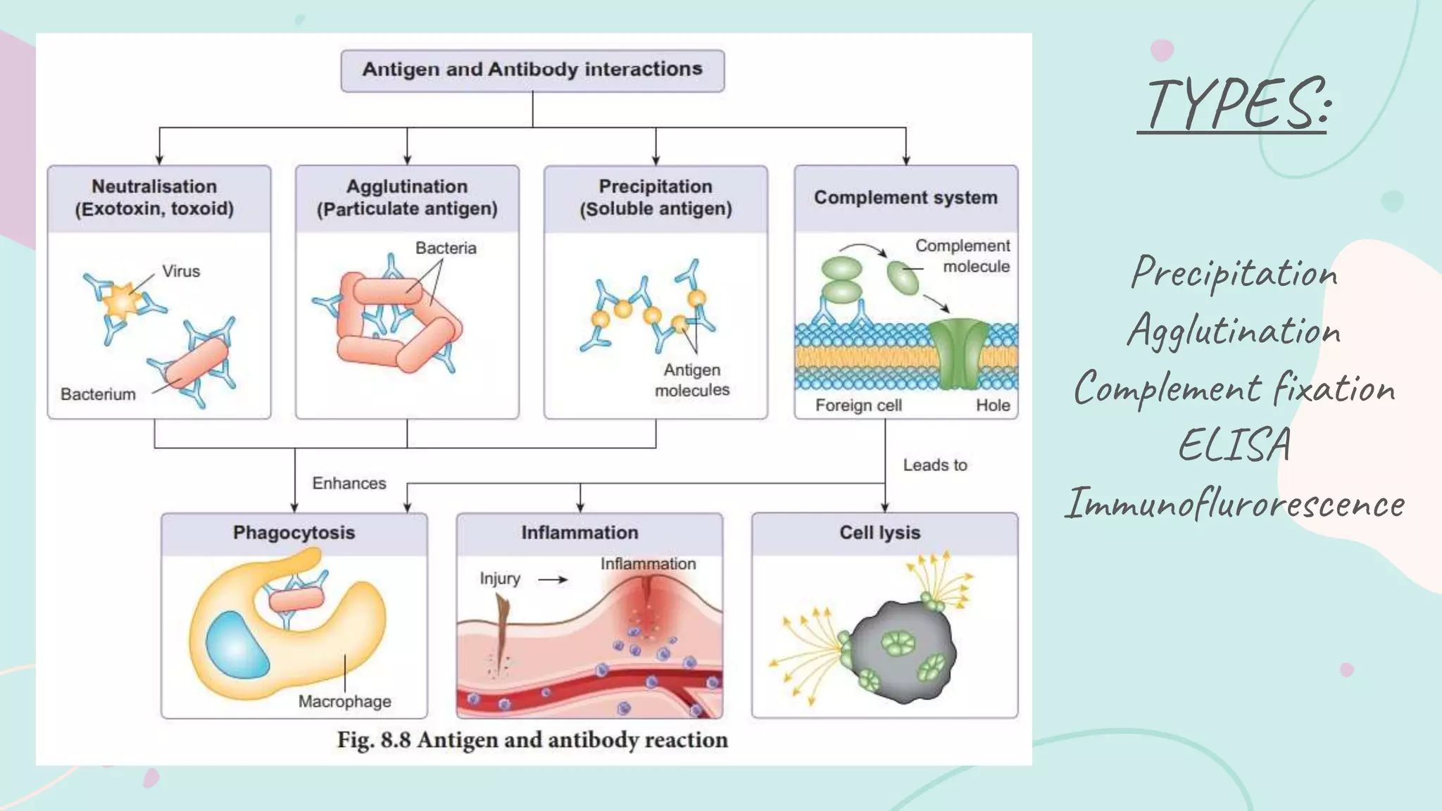 AGGLUTINATION | PPTX