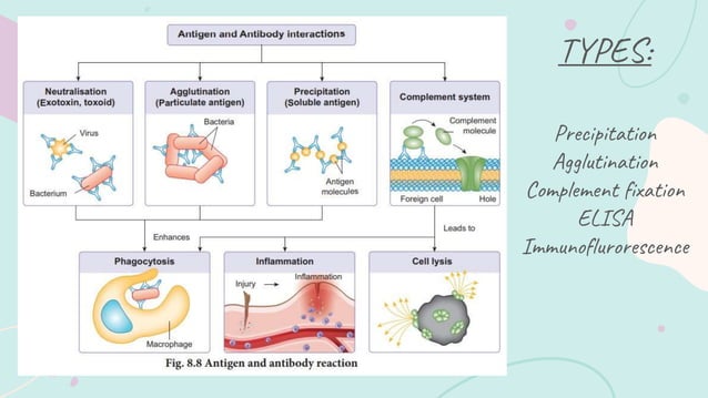 AGGLUTINATION | PPTX | Infectious Diseases | Diseases and Conditions