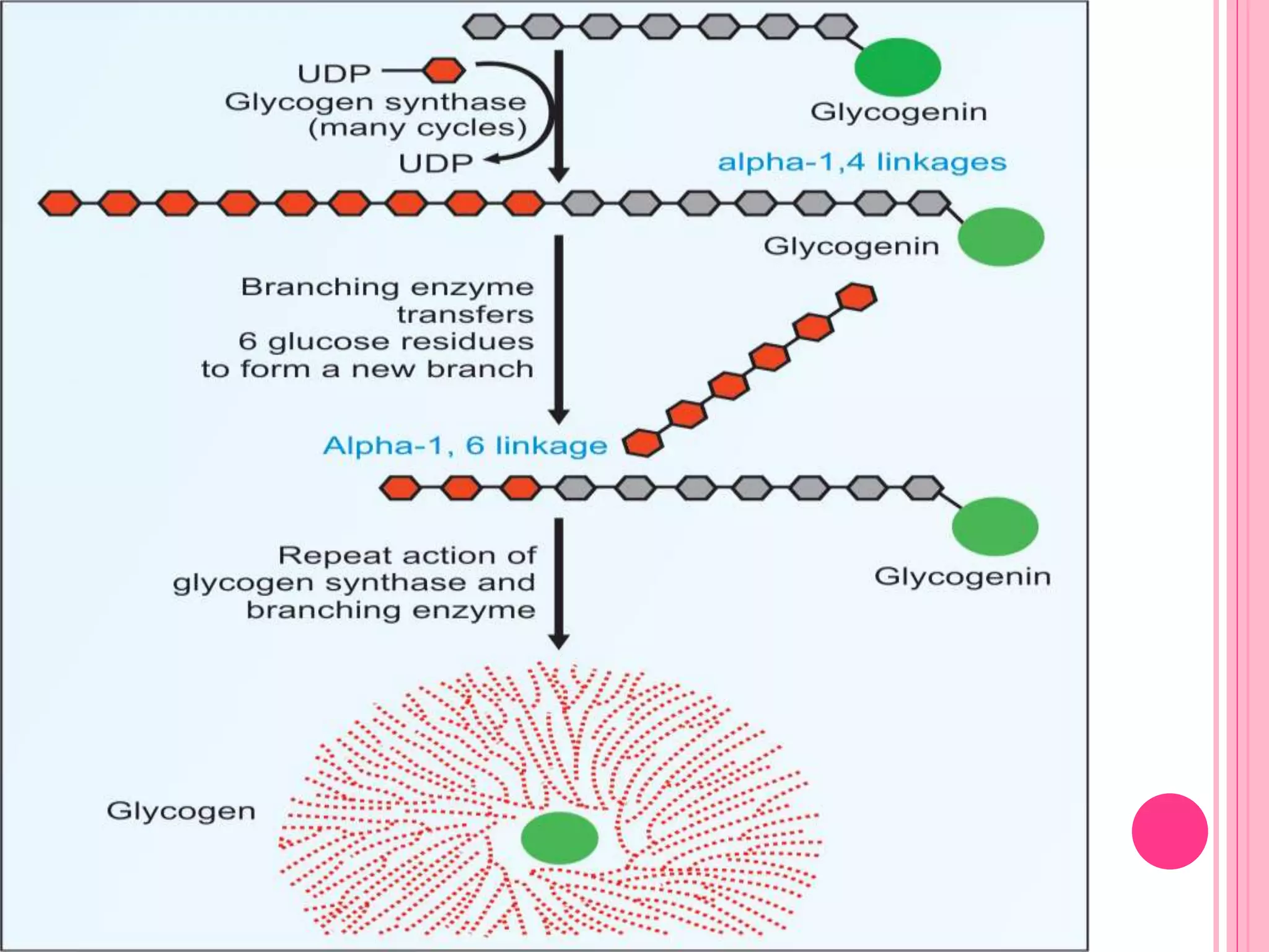 glycogenesis and glycogenolysis | PPTX