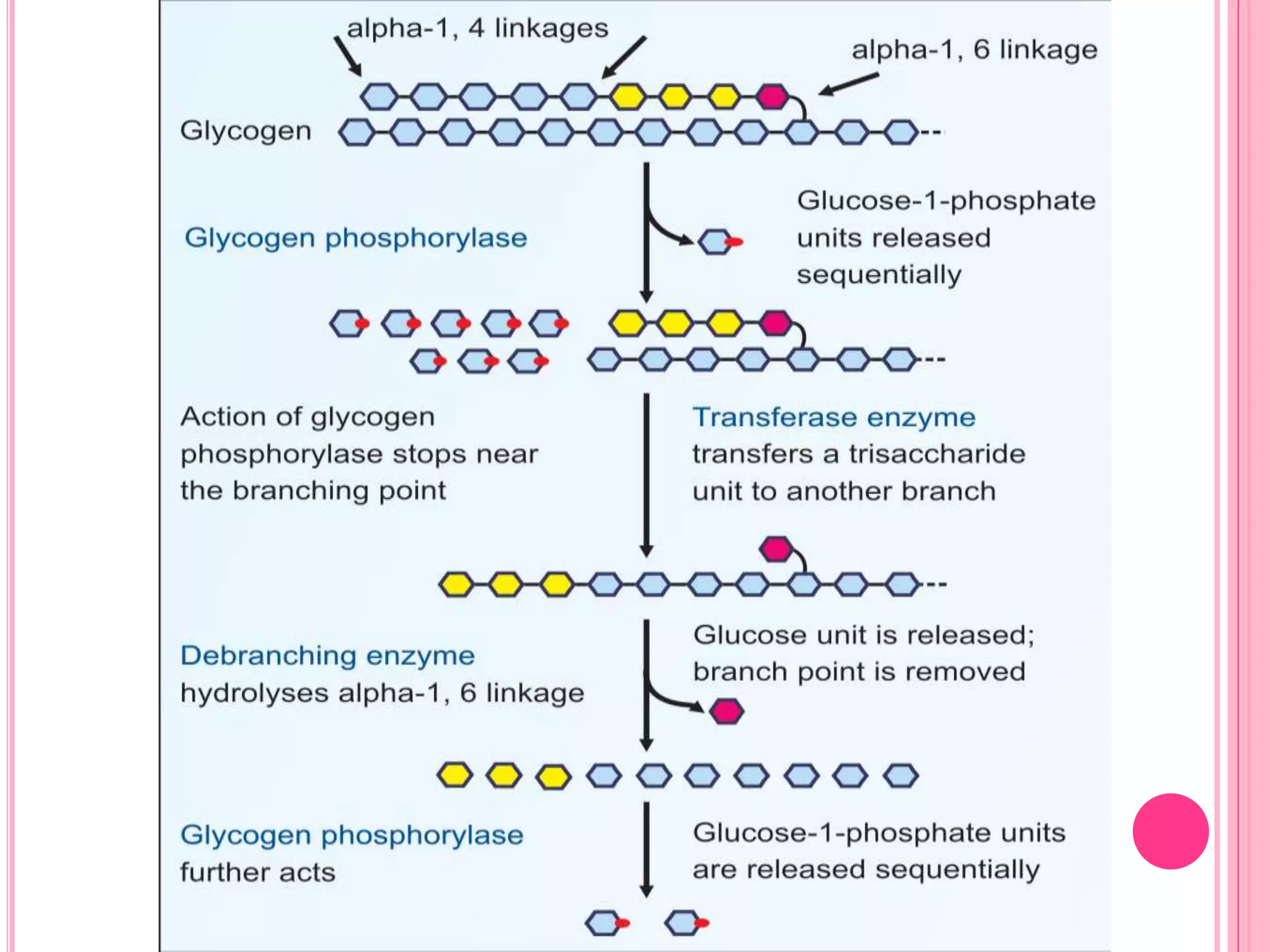 glycogenesis and glycogenolysis | PPTX