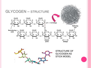 glycogenesis and glycogenolysis | PPTX