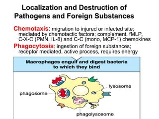 Macrophage hematopoetic monocyte Im4 macrophage | PPT