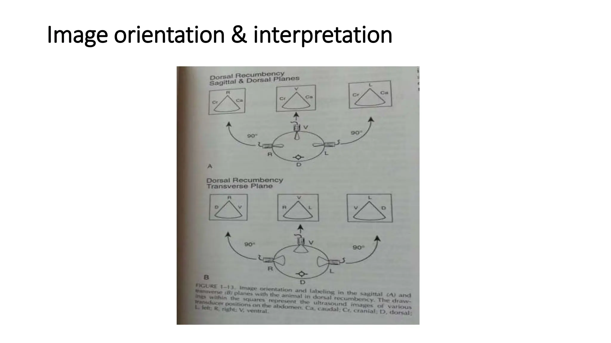 diagnostic image interpretation of animals.pptx