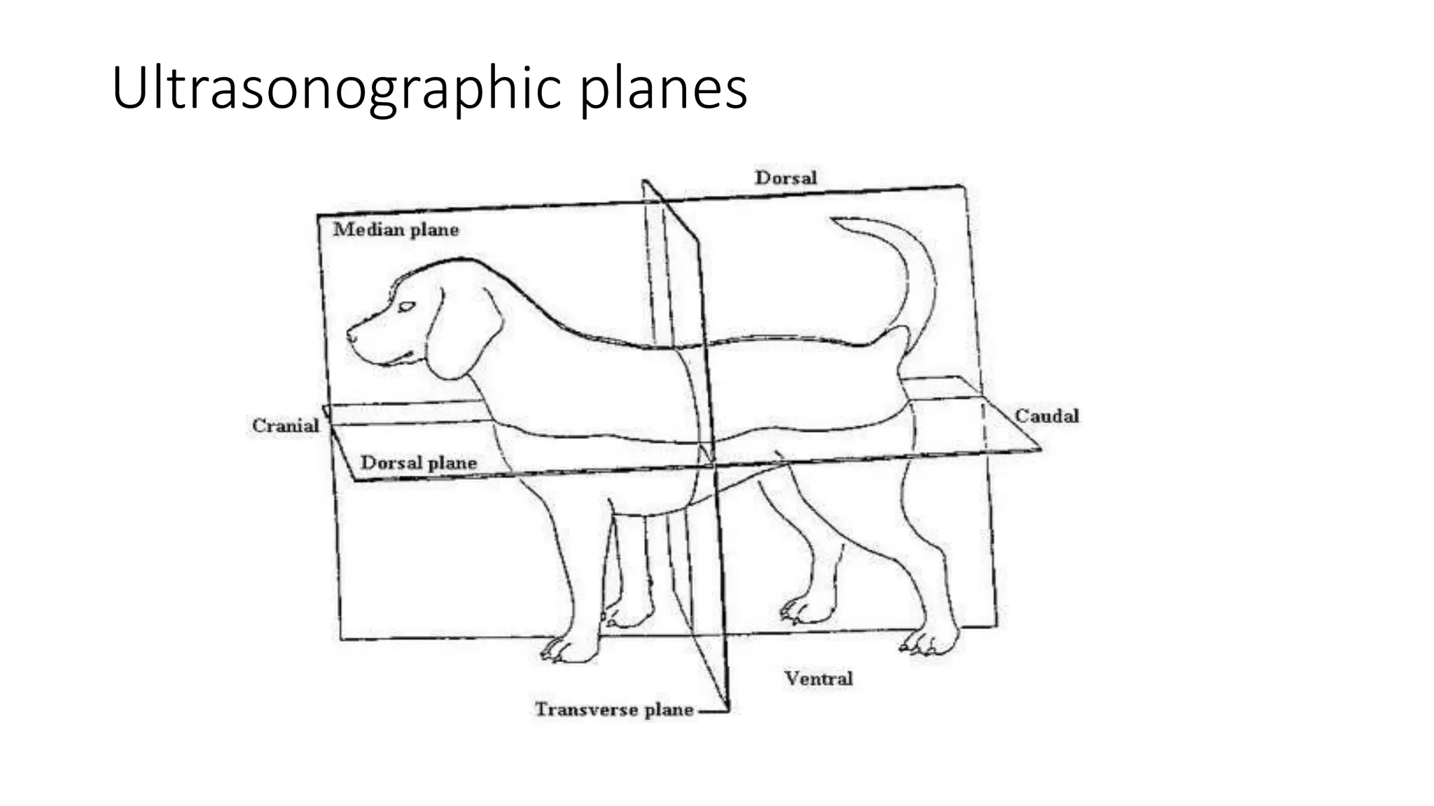 diagnostic image interpretation of animals.pptx