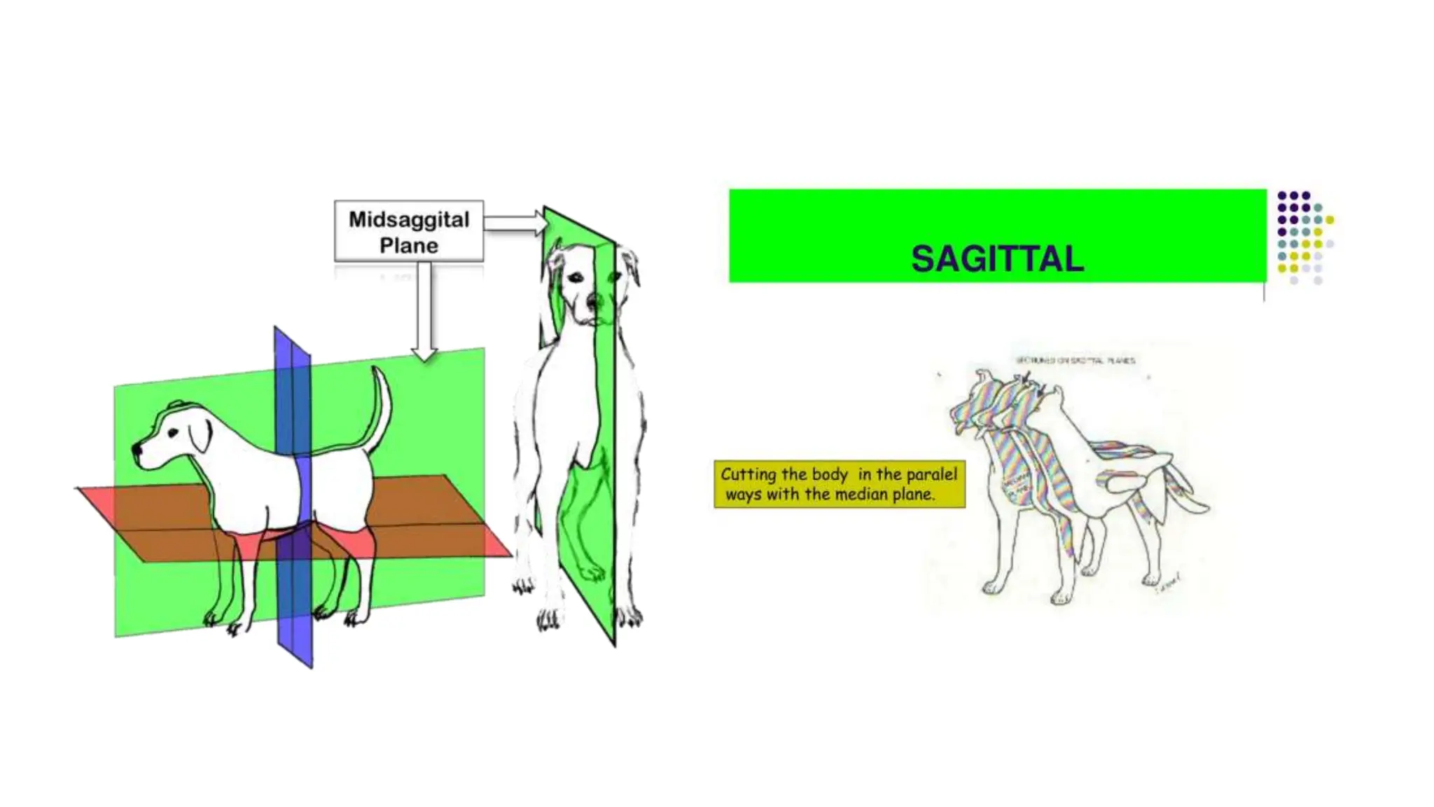 diagnostic image interpretation of animals.pptx