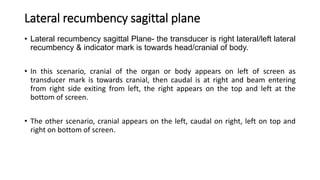 diagnostic image interpretation of animals.pptx | Medical Tests ...