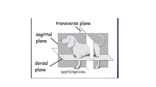 diagnostic image interpretation of animals.pptx