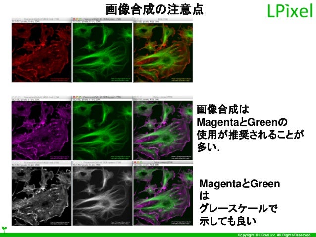 ImageJチュートリアル