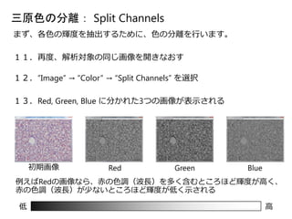 Image J を用いた組織像の定量解析 | PDF