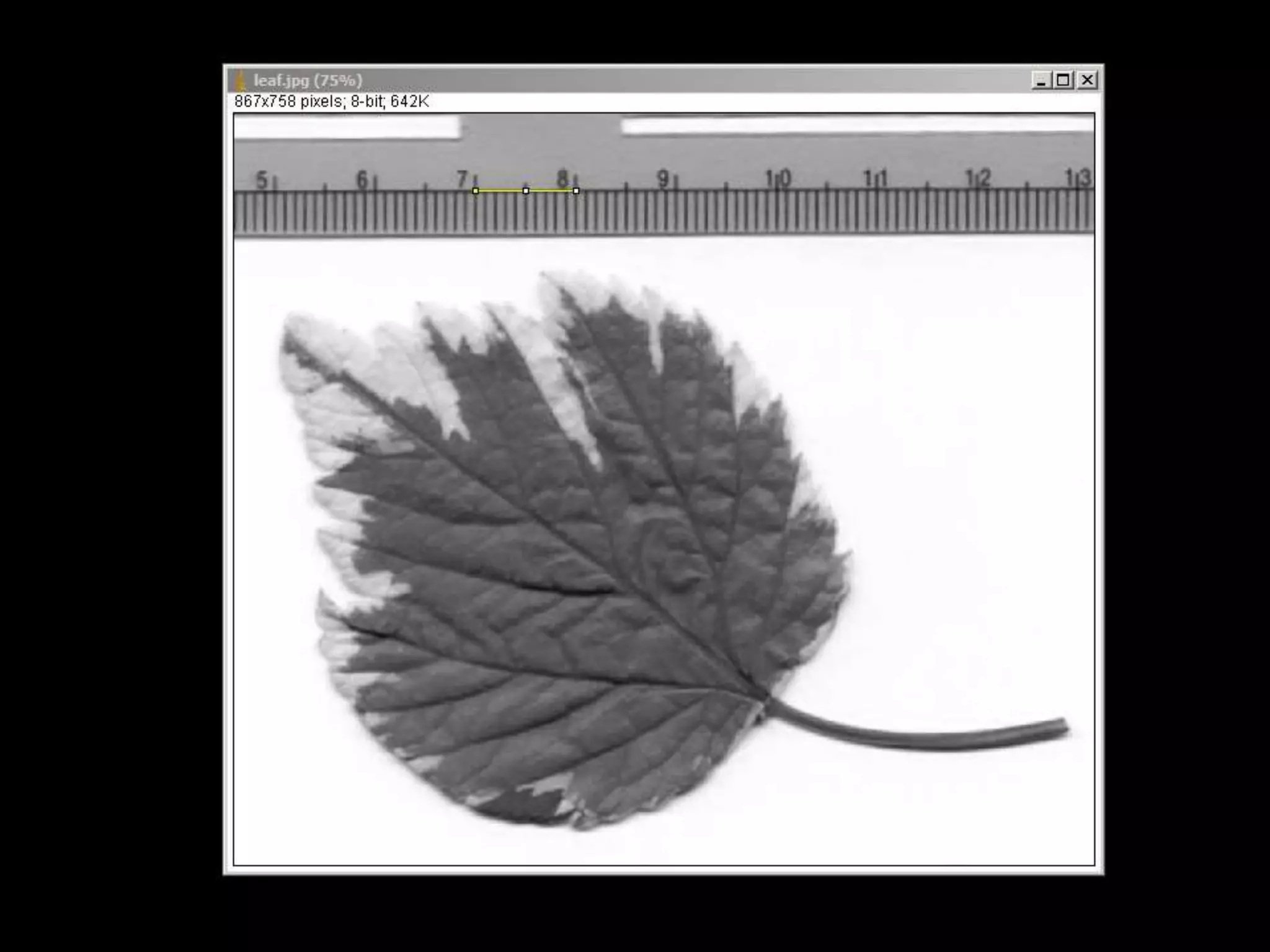 ImageJ Intro Presentation.ppt