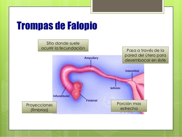 Imagenología del aparato reproductor femenino