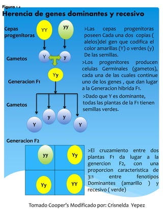 Imágenes sobre fundamentos de la biología | PPTX