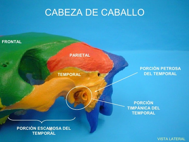 Imagenes de la cabeza