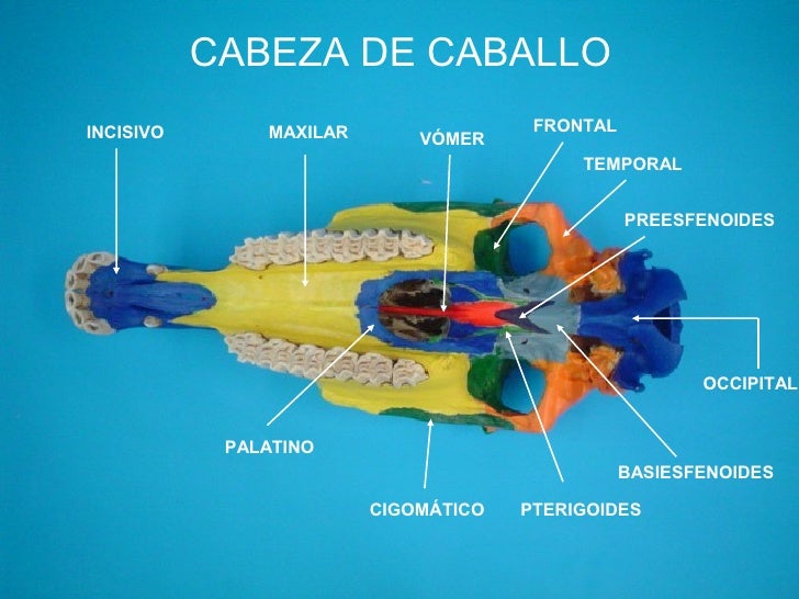 Imagenes de la cabeza
