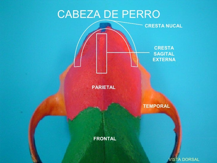 Imagenes de la cabeza