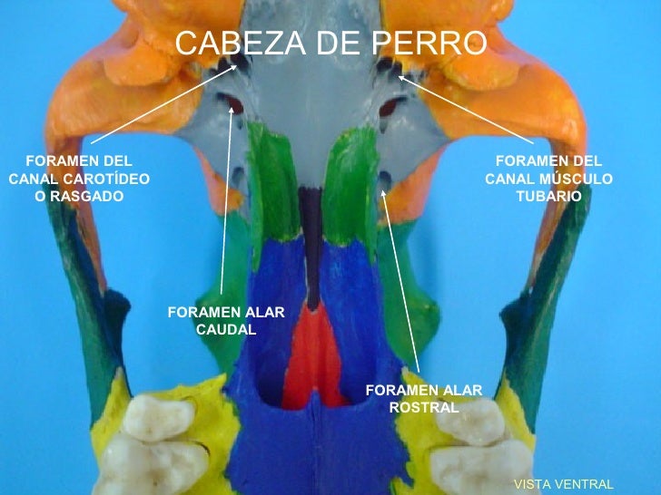 Imagenes de la cabeza
