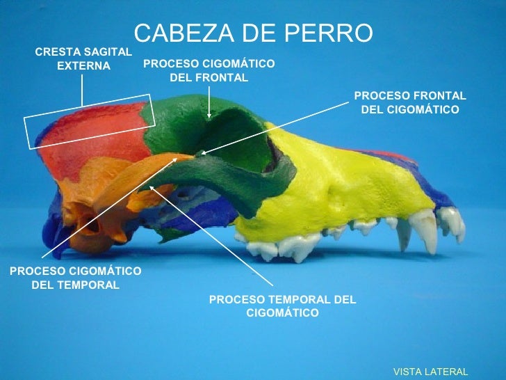 Imagenes de la cabeza