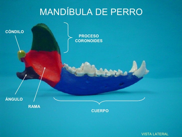 Imagenes de la cabeza