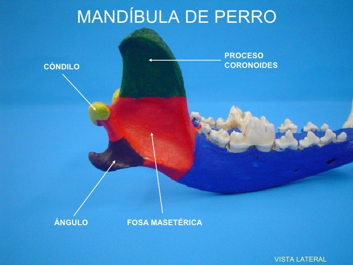 Imagenes de la cabeza