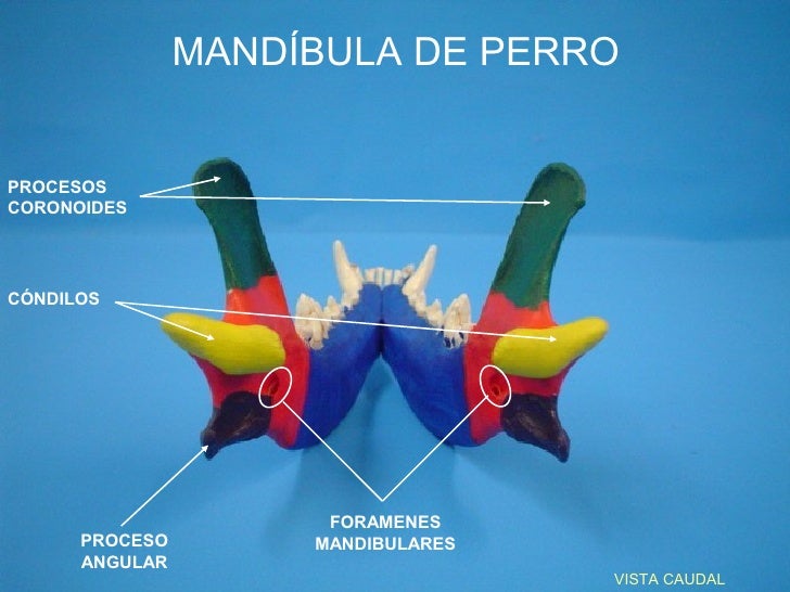Imagenes de la cabeza