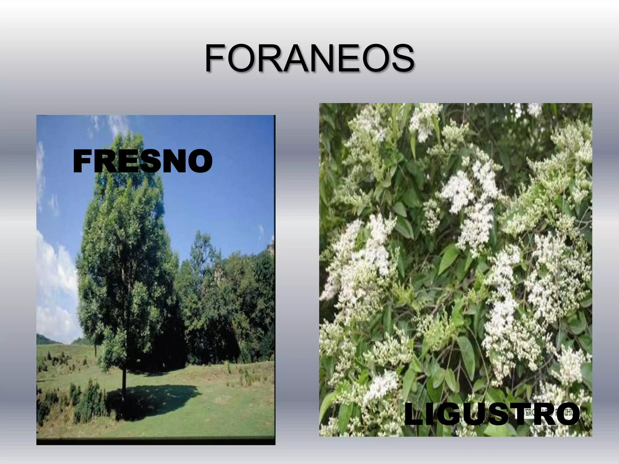 Imagenes foraneos y autoctonos | PPT