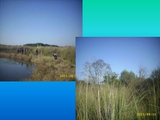 Imagenes foraneos y autoctonos | PPT