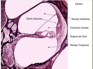 Cortes Organografia Microscópica 1 Parcial | PPTX