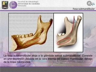 Imagenes radiograficas mandibula | PPTX