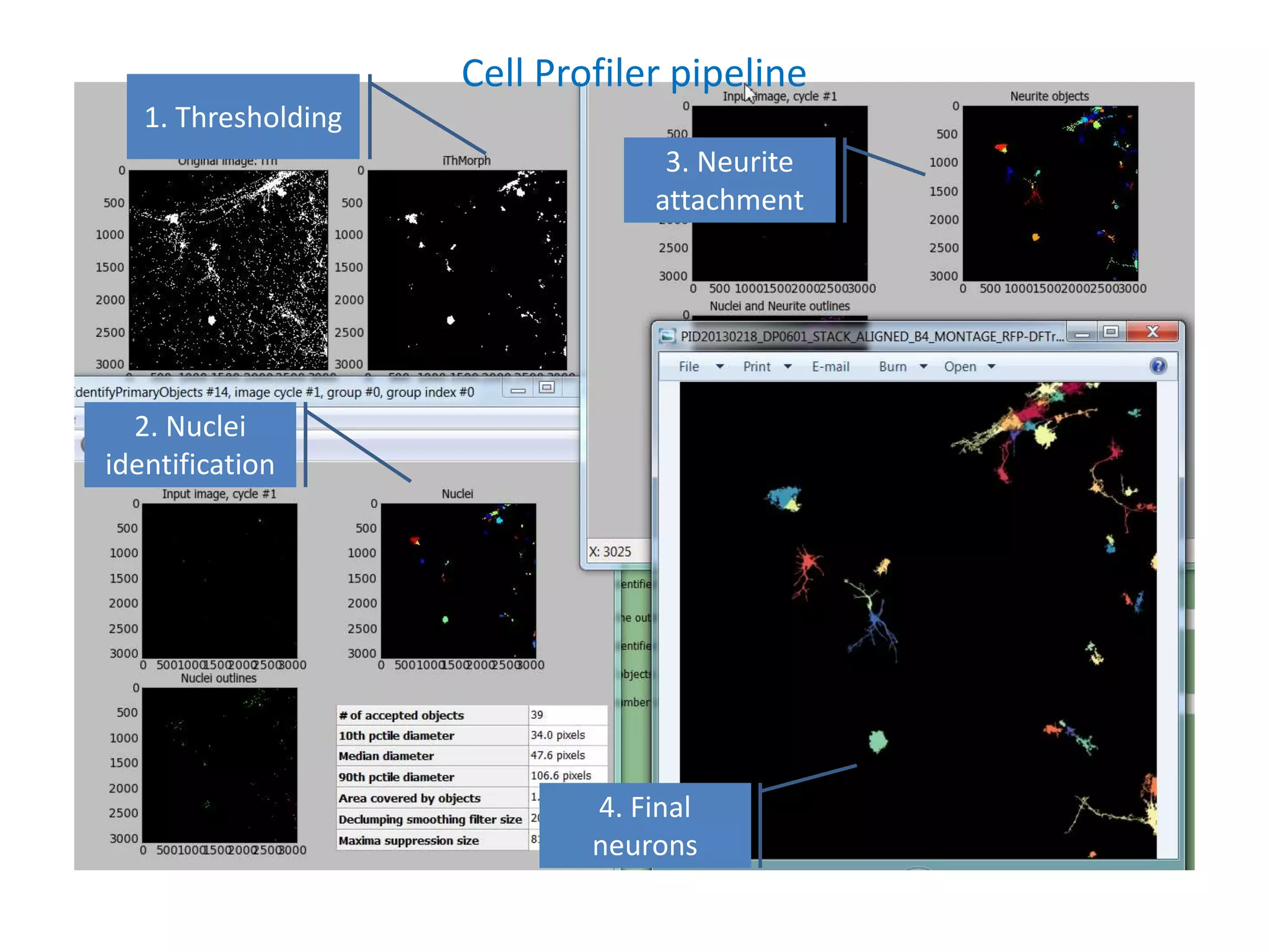 Neuron Detection And Counting In High Throughput Screening Images Ppt