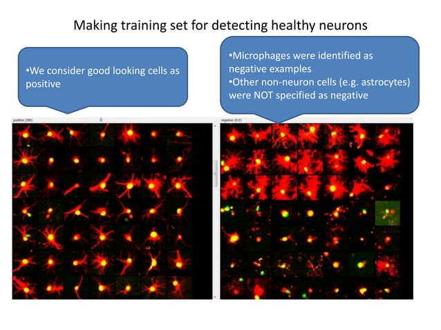 Neuron Detection And Counting In High Throughput Screening Images Ppt