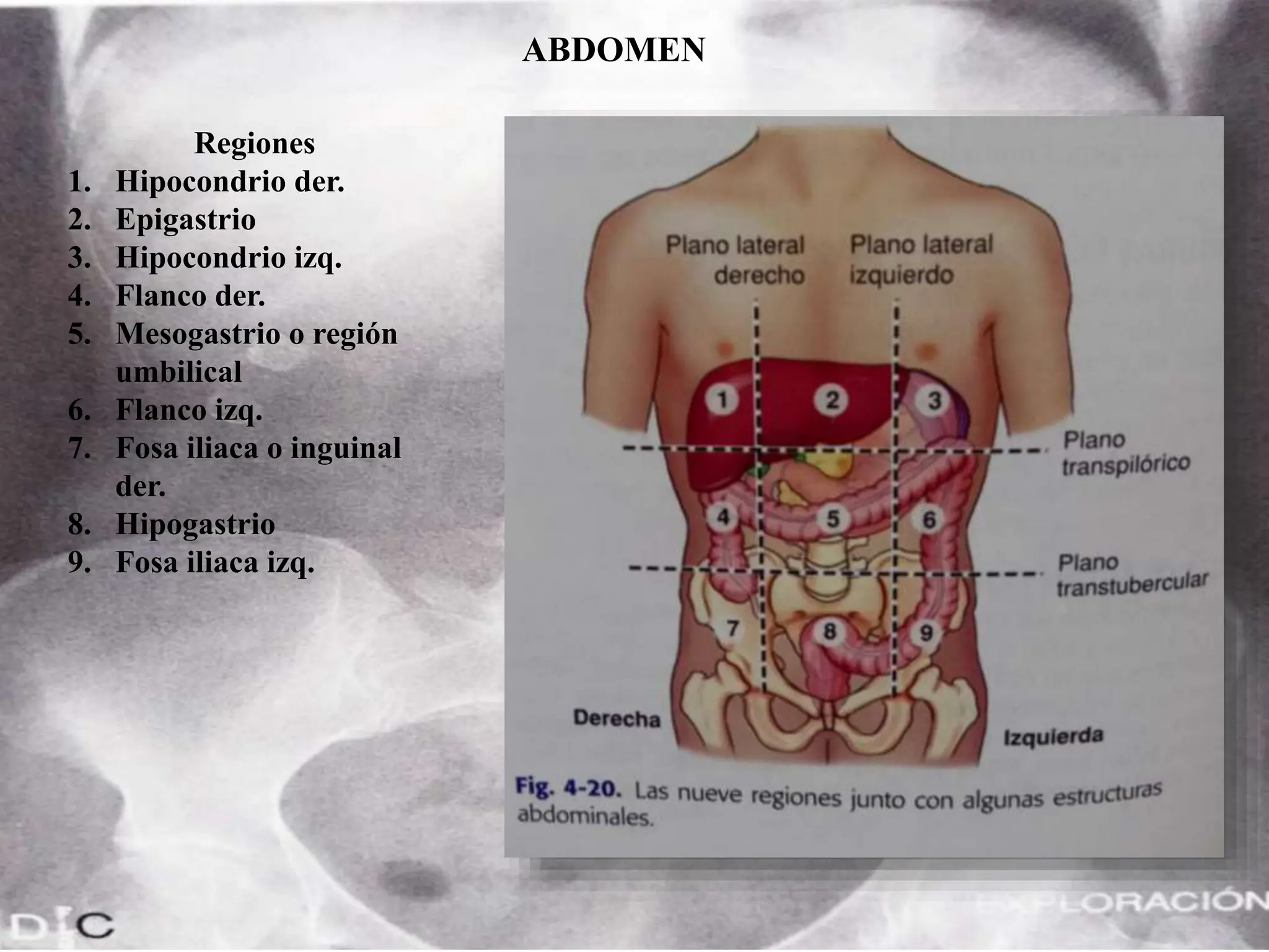 IMAGEN III-ABDOMEN- RADIOLOGIA Y ECOGRAFIA.pptx