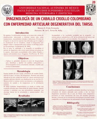 Imagenolgía para dar un diagnostico en equinos | PDF