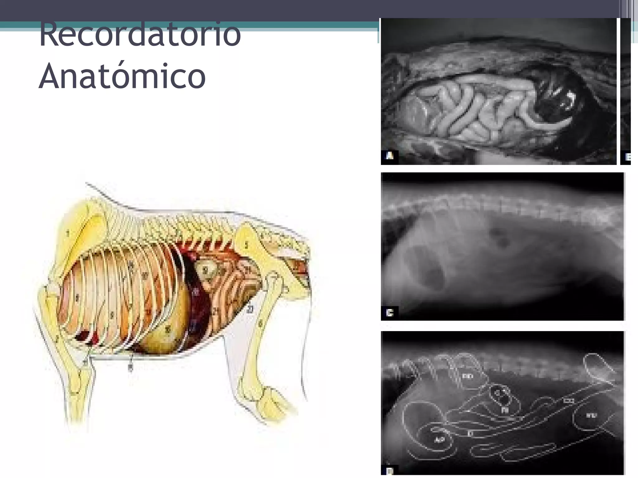 Imagenologia de abdomen canino roberto mujica 2012 | PPT
