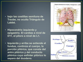 Imagenologia gastrica | PPTX