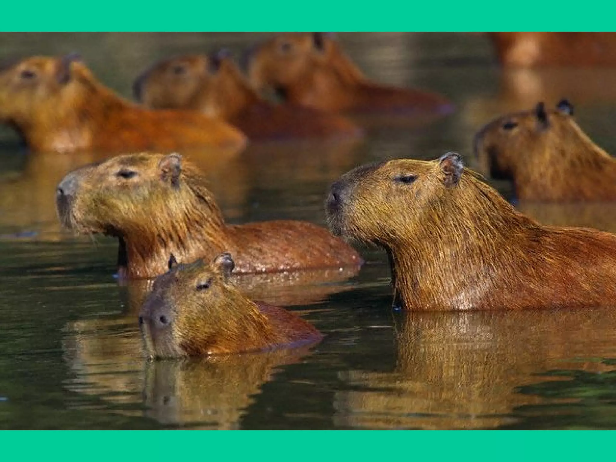 Imagens Pantanal | PPS