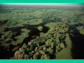 Imagens Pantanal | PPS