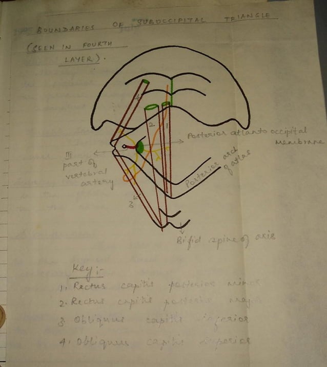 suboccipital triangle diagrams | PPT