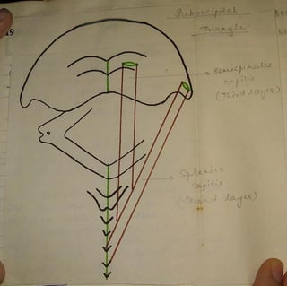 suboccipital triangle diagrams | PPT