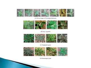 Image Processing and Interpretation.pptx