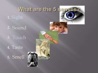 Literary Device: Types and examples of Imagery | PPTX | Perfume and ...