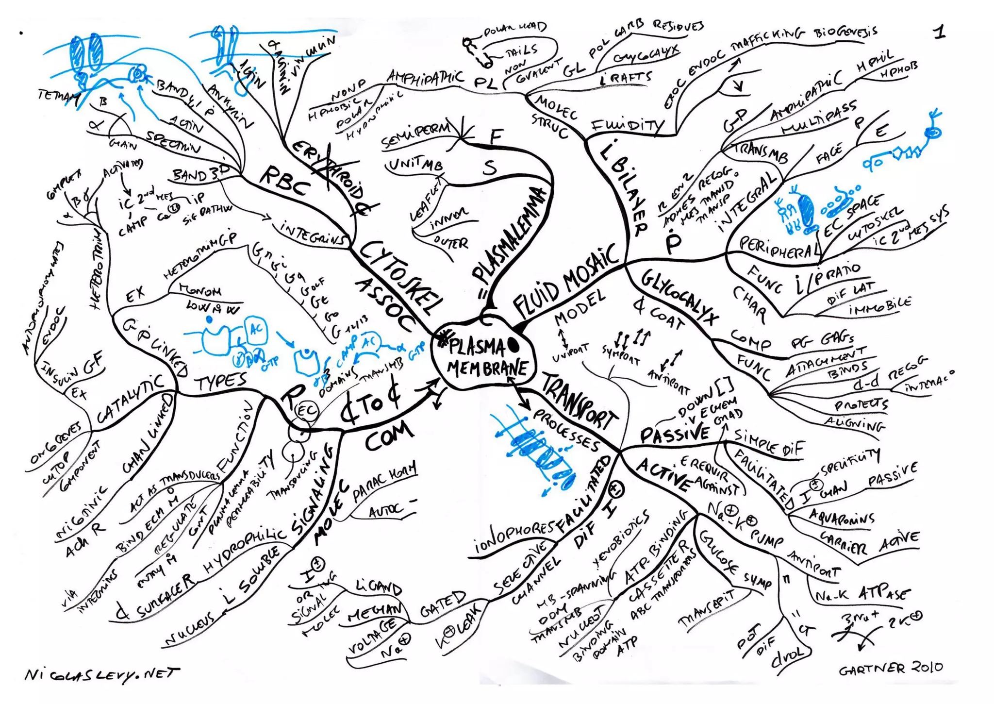 Mind maps cell biology and histology gartner 2014 | PDF