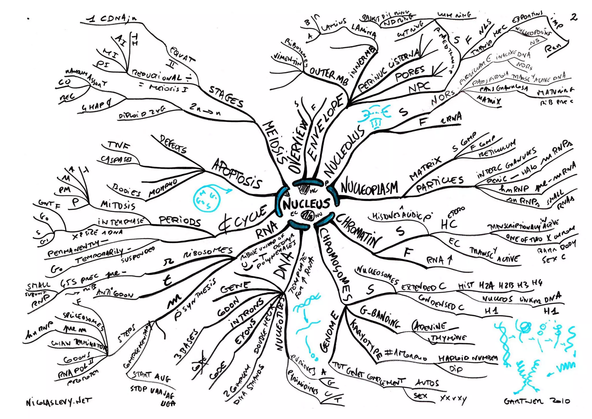 Mind maps cell biology and histology gartner 2014 | PDF