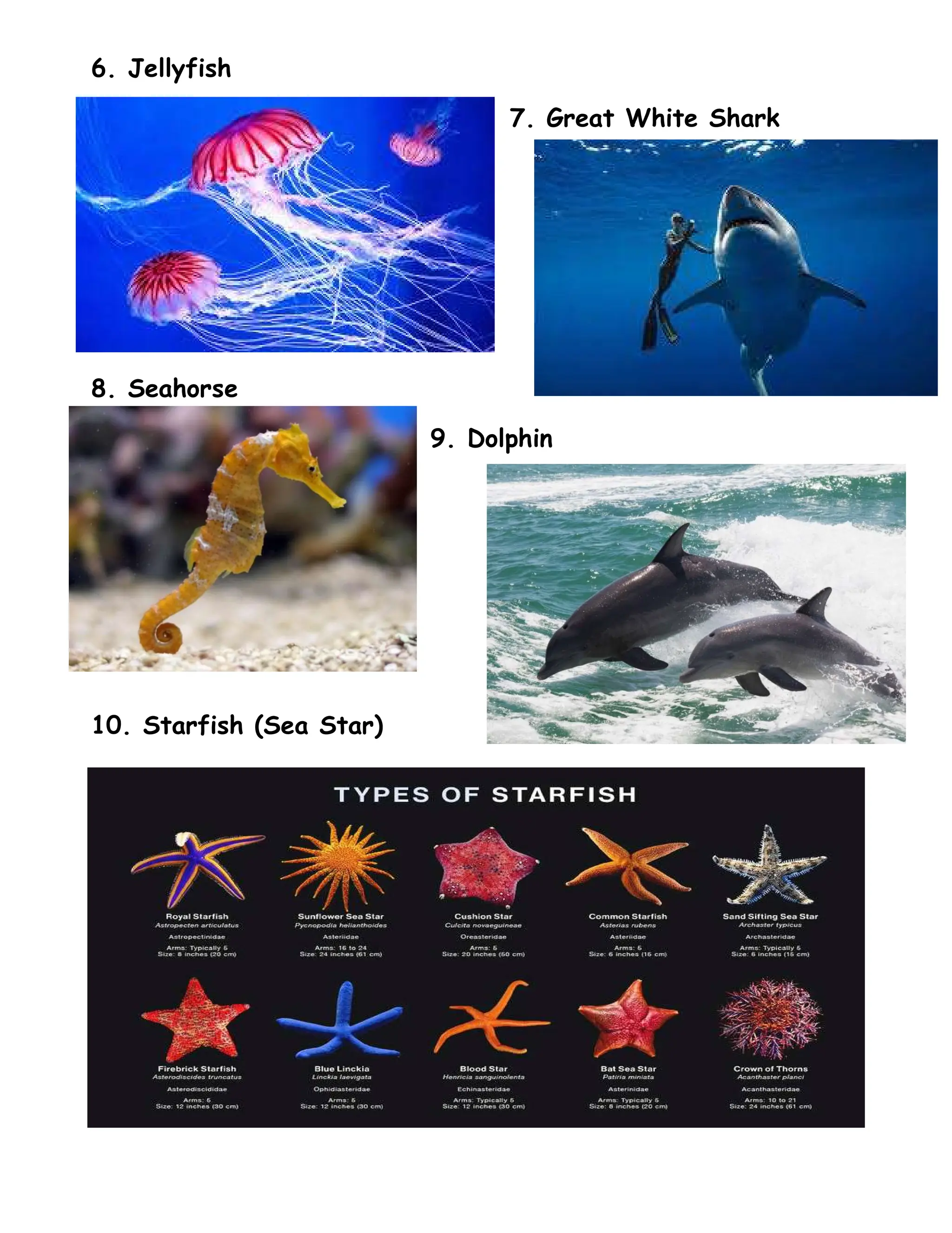 Marine Animal Images showing the variety of marine lives.pdf