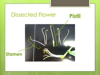 Images from fruit flower lab!! | PPTX