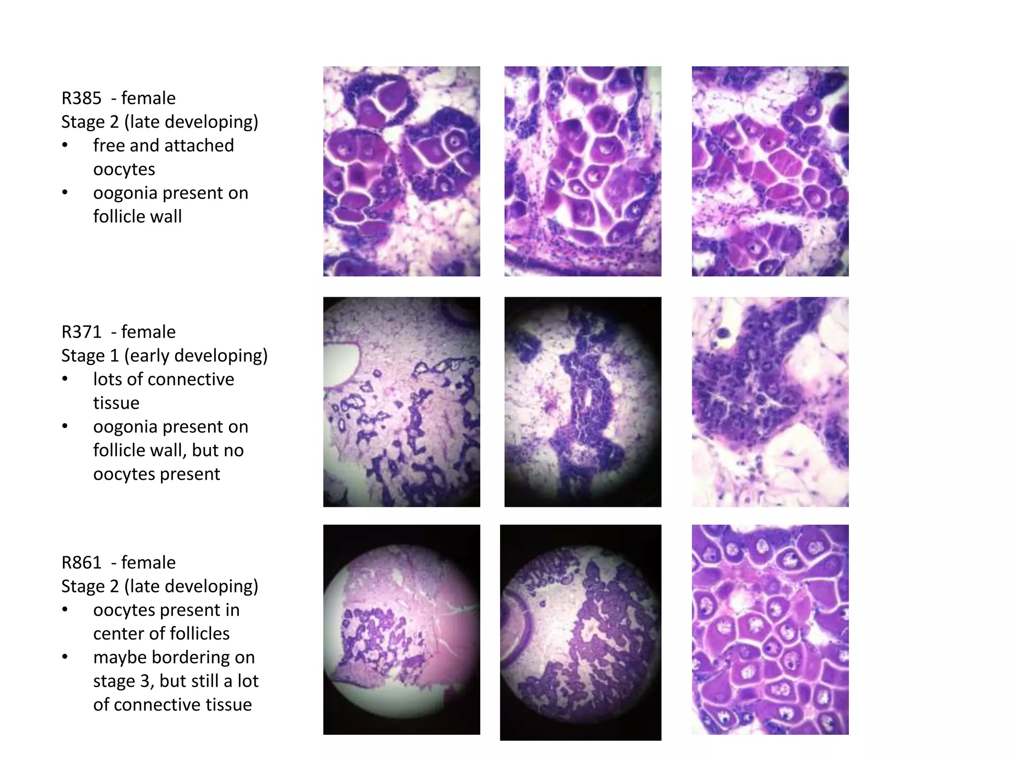 Images histology day0 | PPT